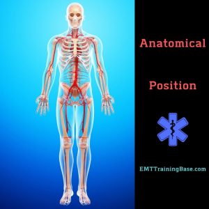 Anatomical Planes and Directional Terms - EMT Training Base