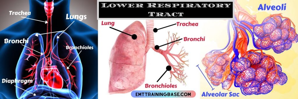 An Overview of Airway Anatomy - EMT Training Base